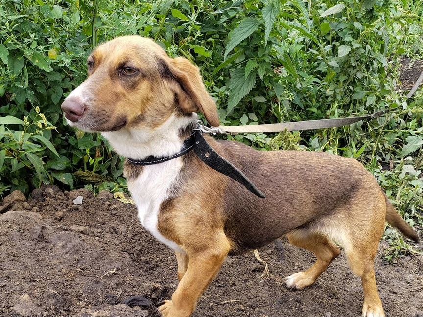 Отдается молодая собачка