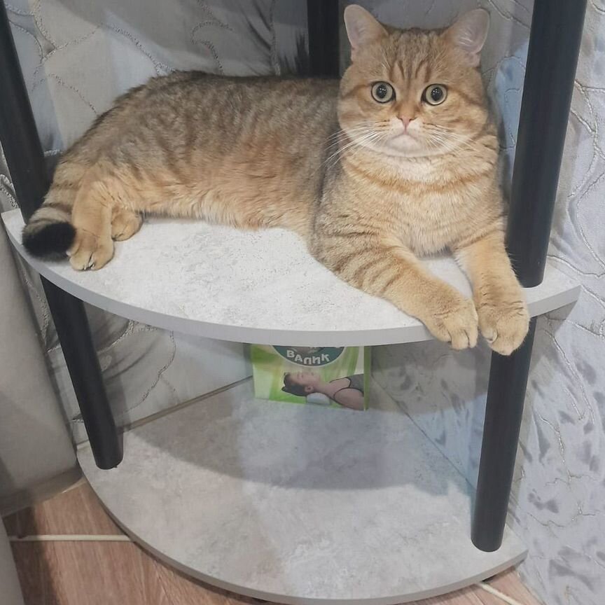 Шотландский вислоухий короткошёрстный кот, взрослый