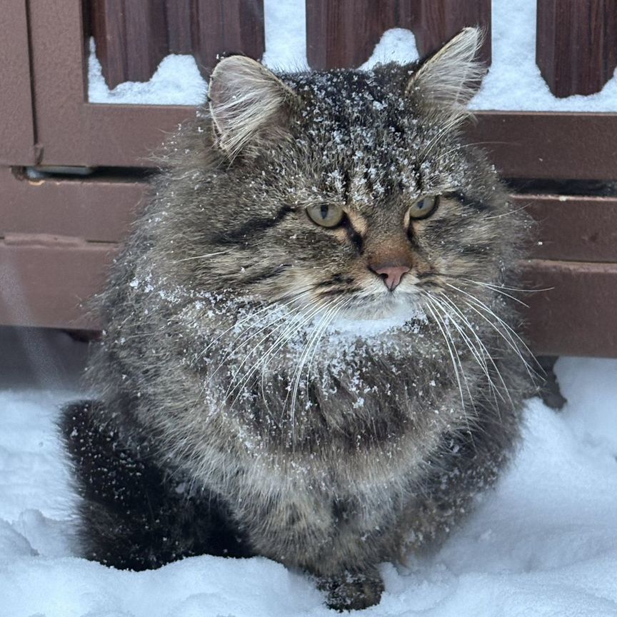 Сибирский, взрослый кот