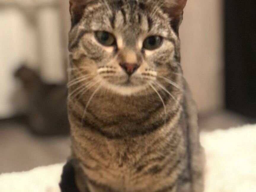 Кошечка Лариса