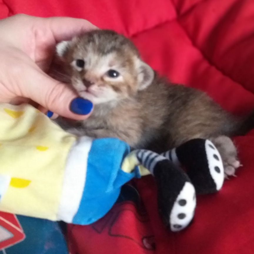 Ориентальные котята