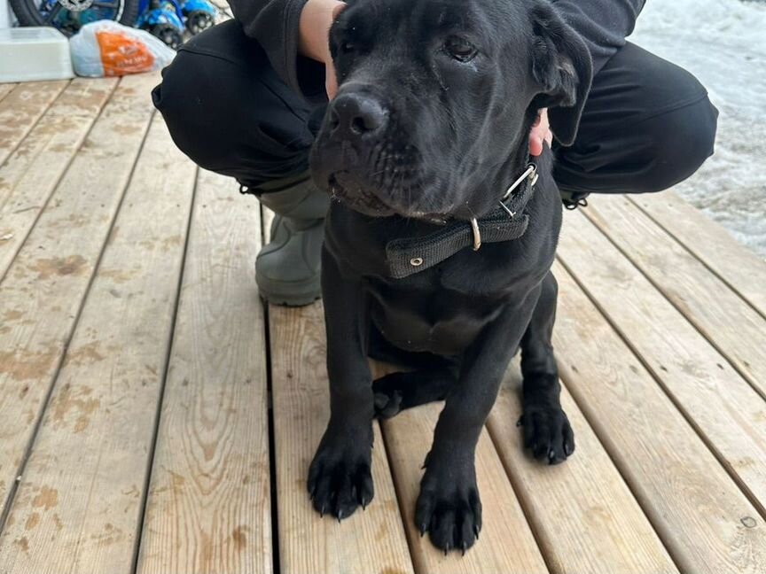 Кане Корсо девочка