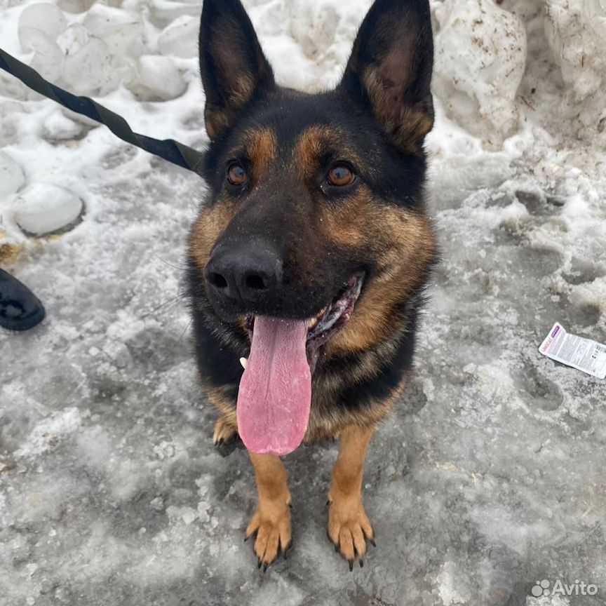 Овчар Покер ждёт своего хозяина вприюте Некрасовка