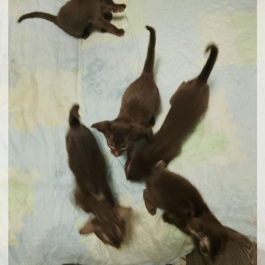 Ориентальный котёнок