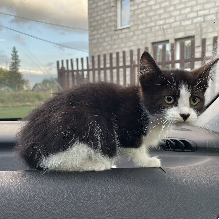 Котенок