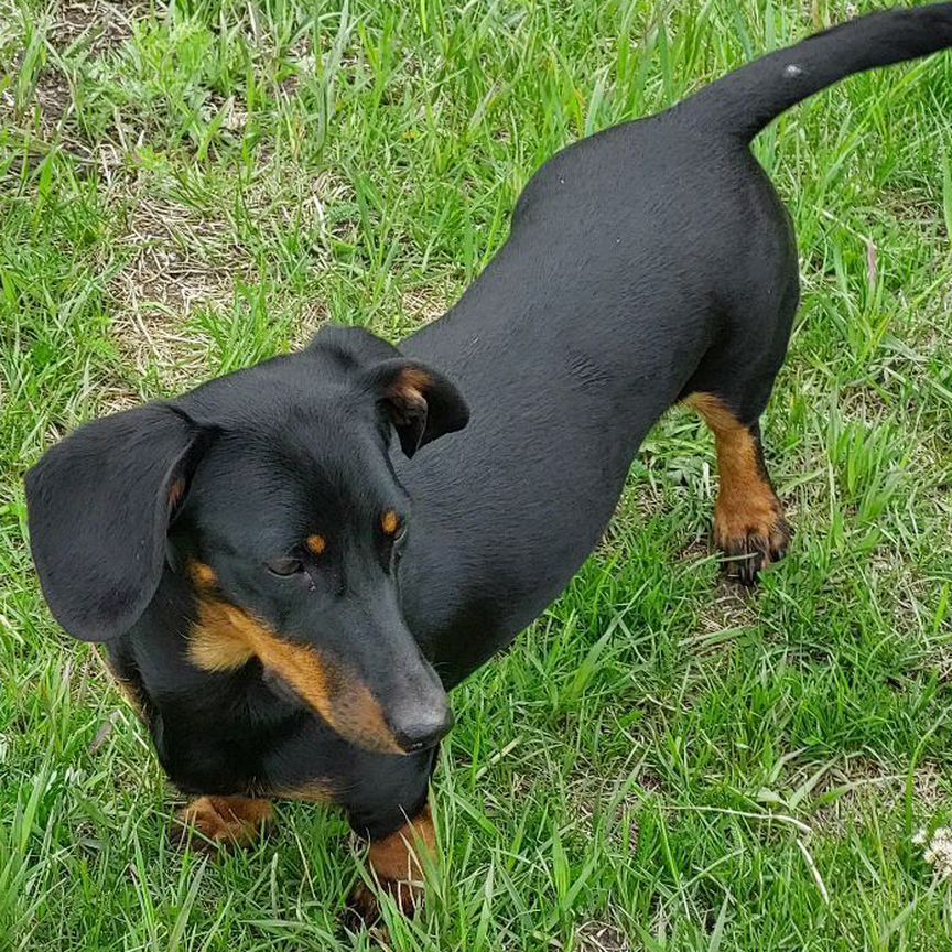 Такса, взрослая собака