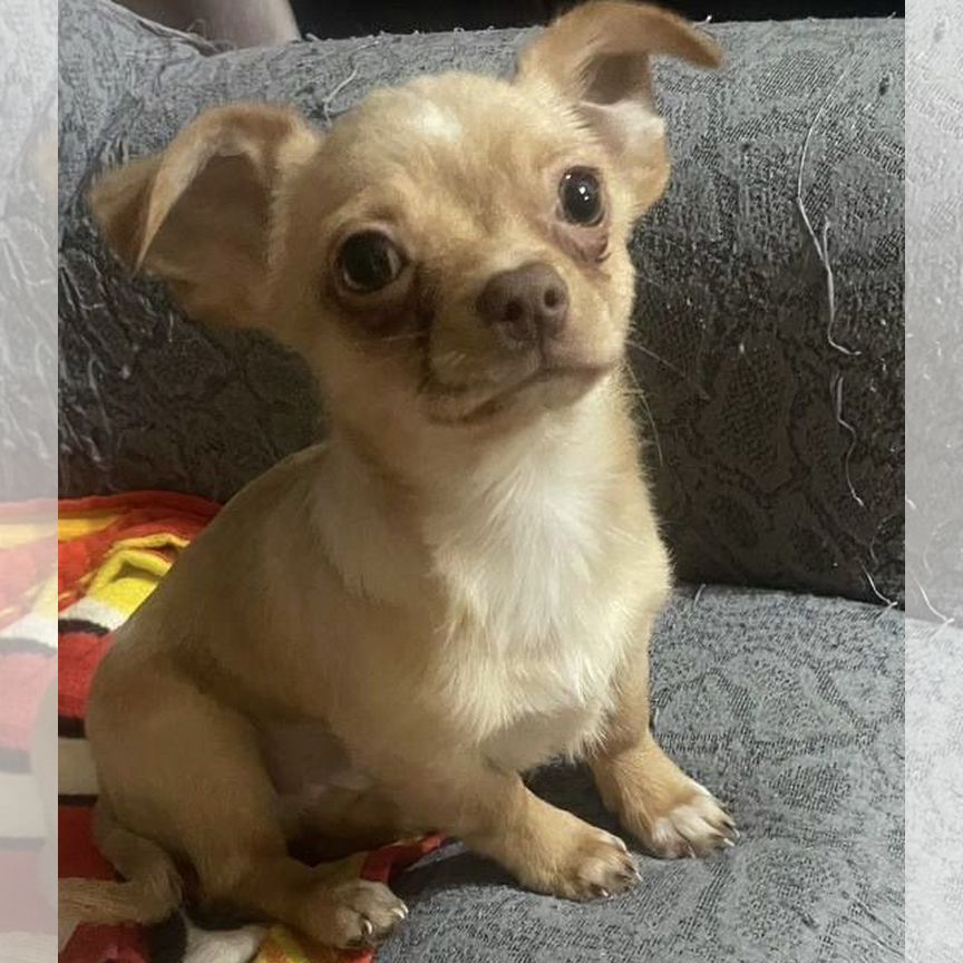 Русский той-терьер, щенок