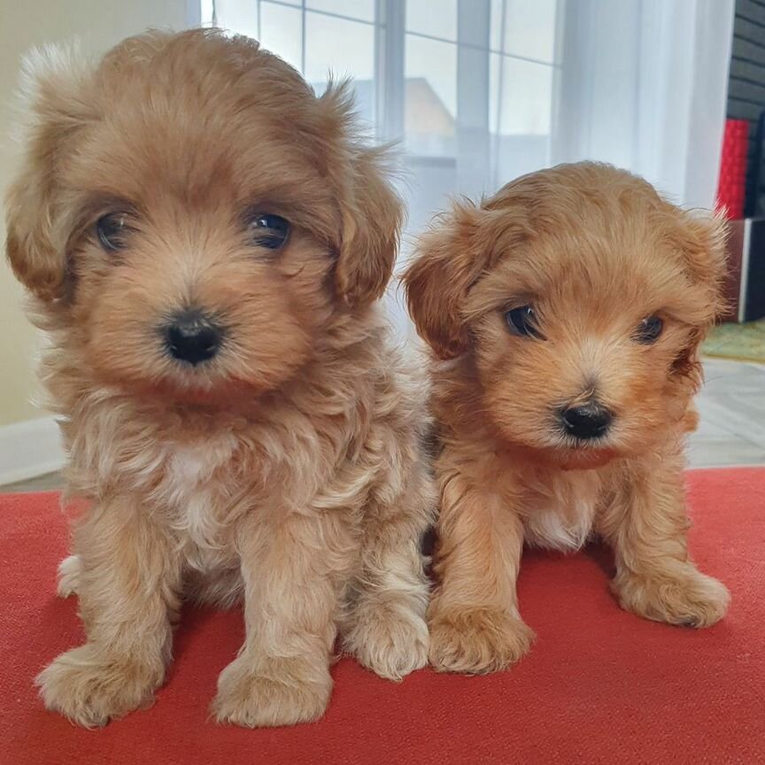 Мальтипу, щенок