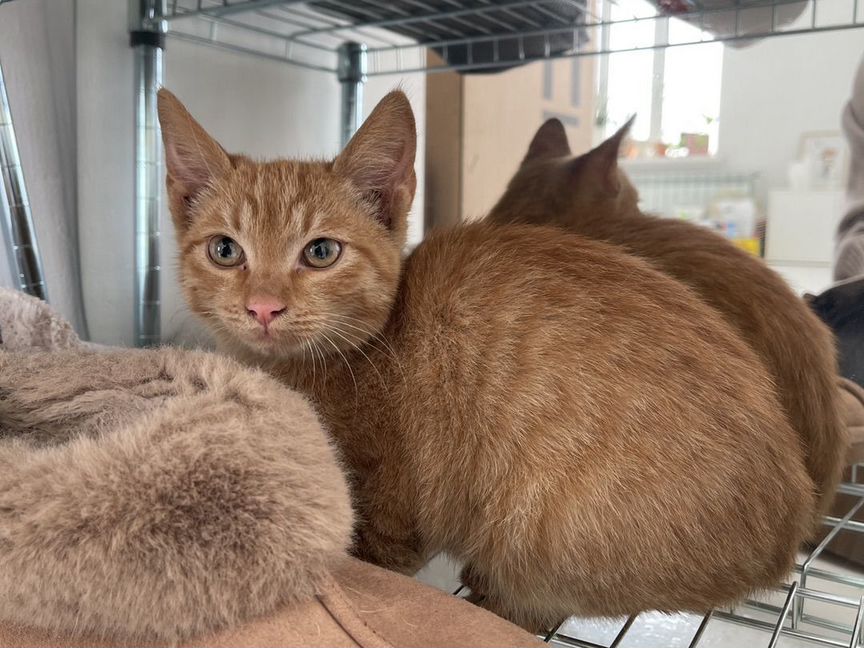Рыжий котенок в добрые руки