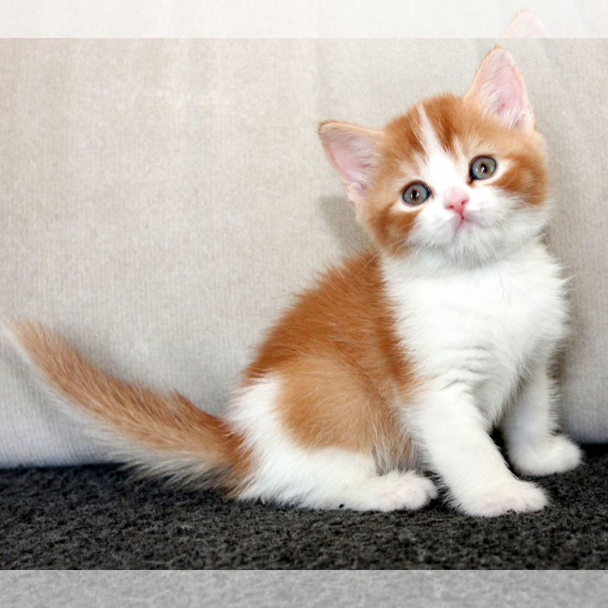 Британский короткошёрстный котёнок