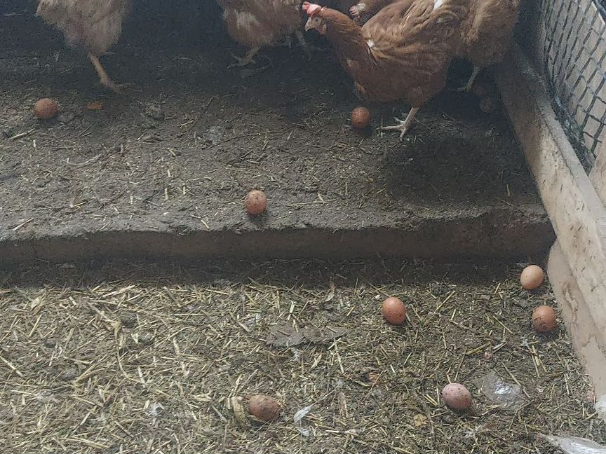 Куры несушки годовалые