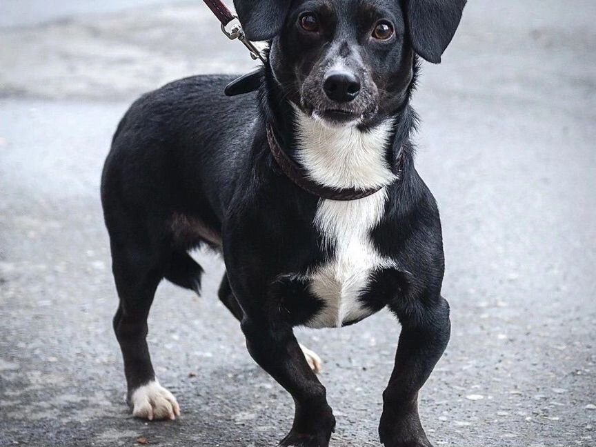 Малышок Тайсон, 7 кг