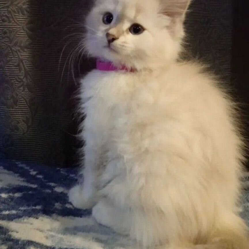 Котенок породы рэгдолл