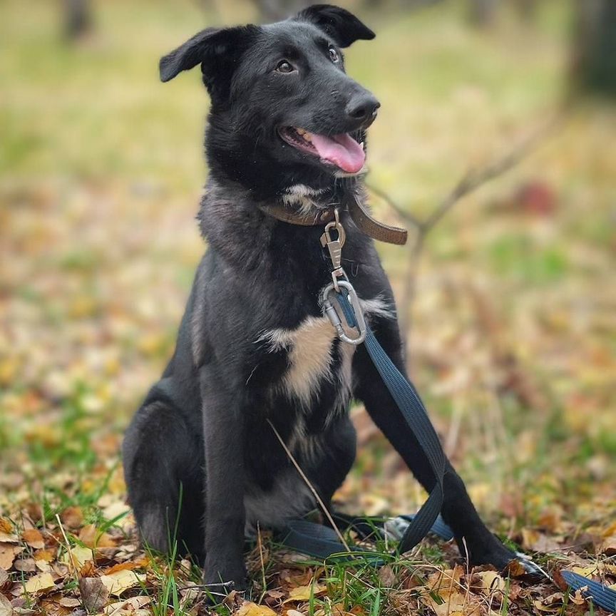 Лилу щенок ищет дом