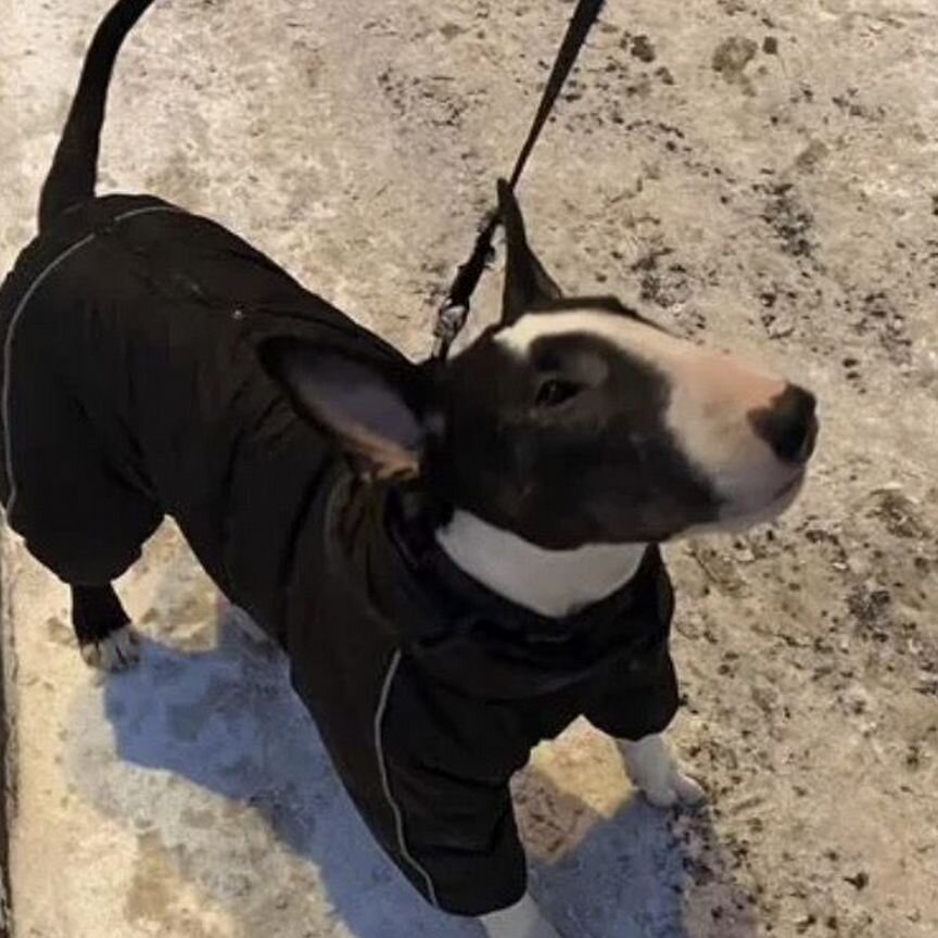 Зимняя куртка для собак