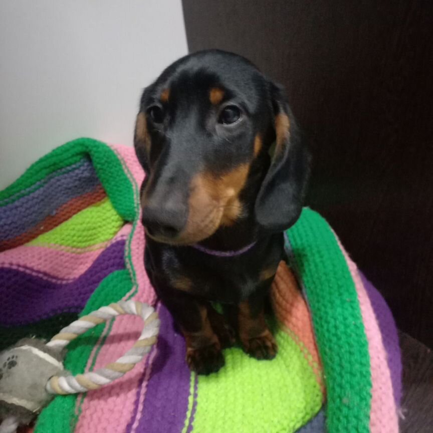 Чистокровная такса