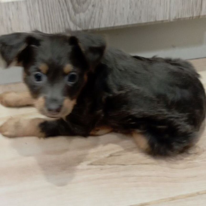 Русский той-терьер, щенок