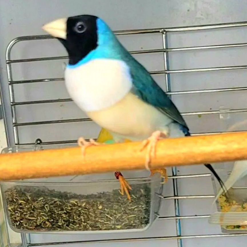 Амадины гульда