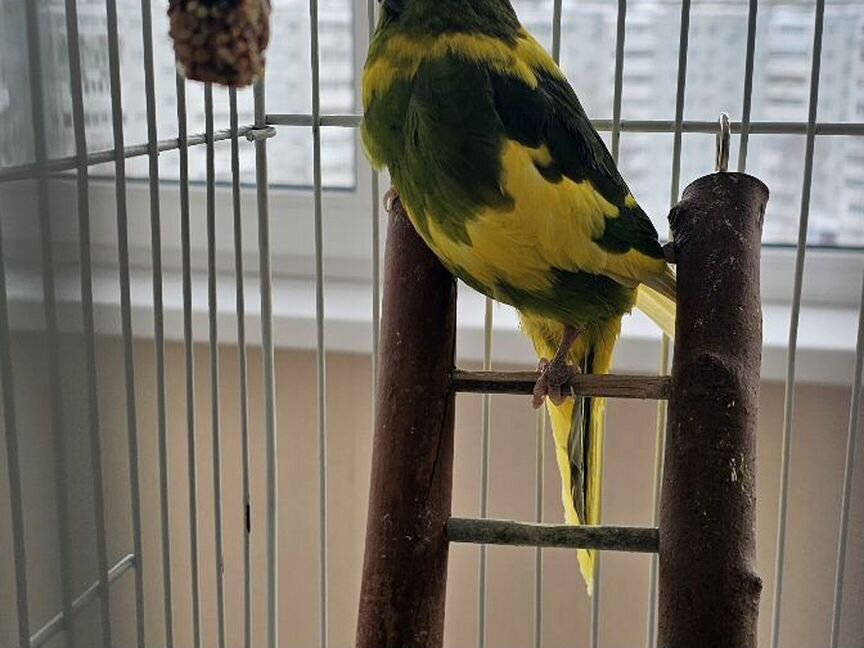 Какарик