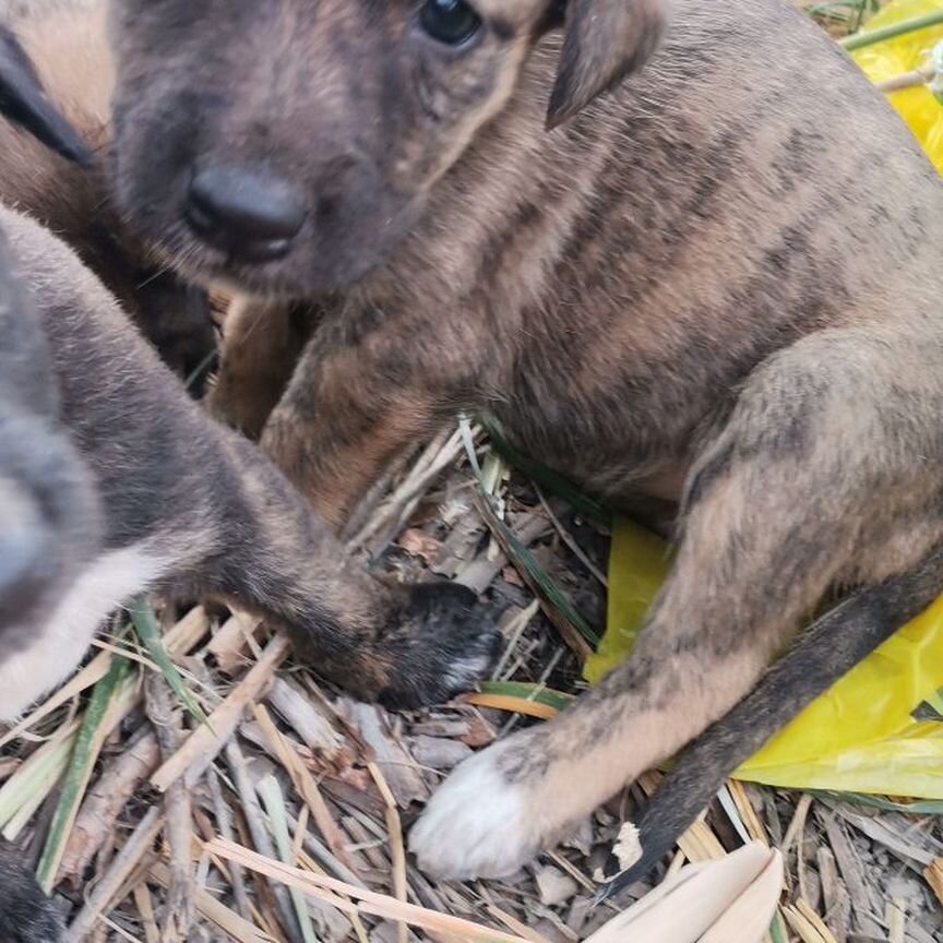 Щенок в добрые руки