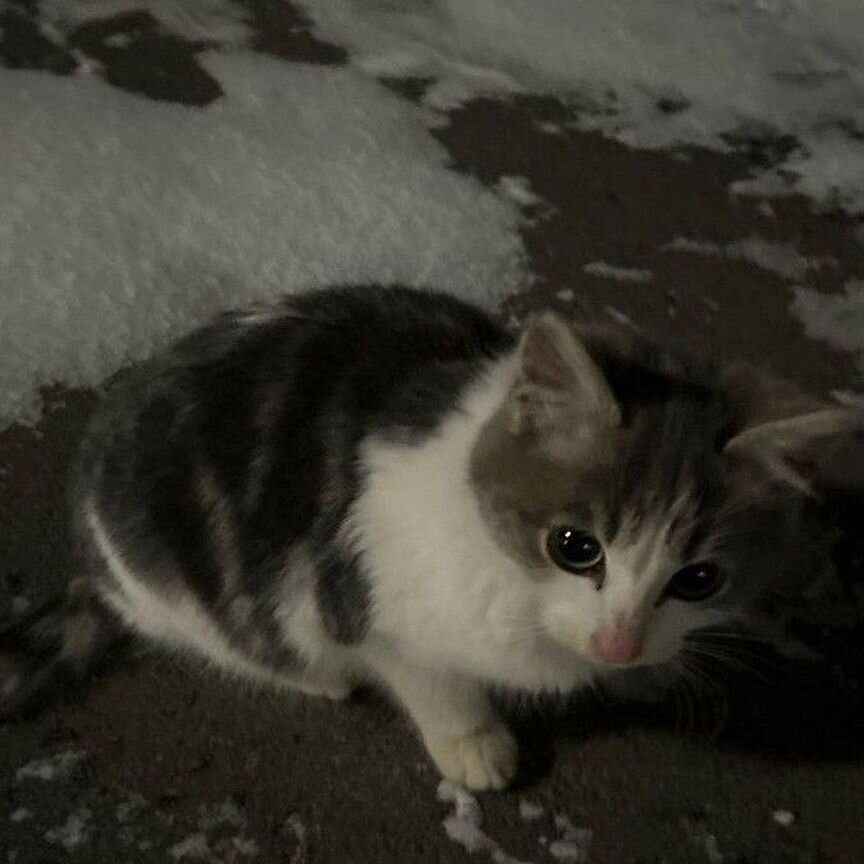 Котёнок-мальчик в добрые руки