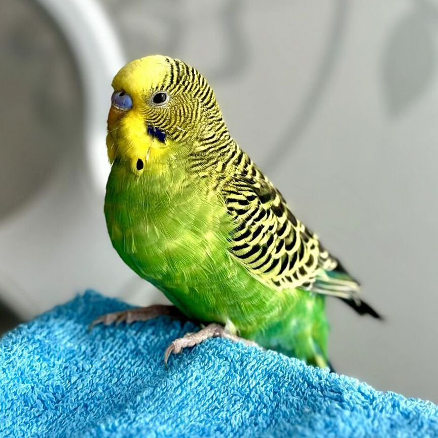 Волнистый попугай с клеткой