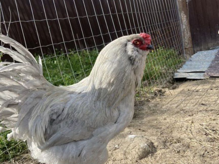 Яйца от кур элитных пород