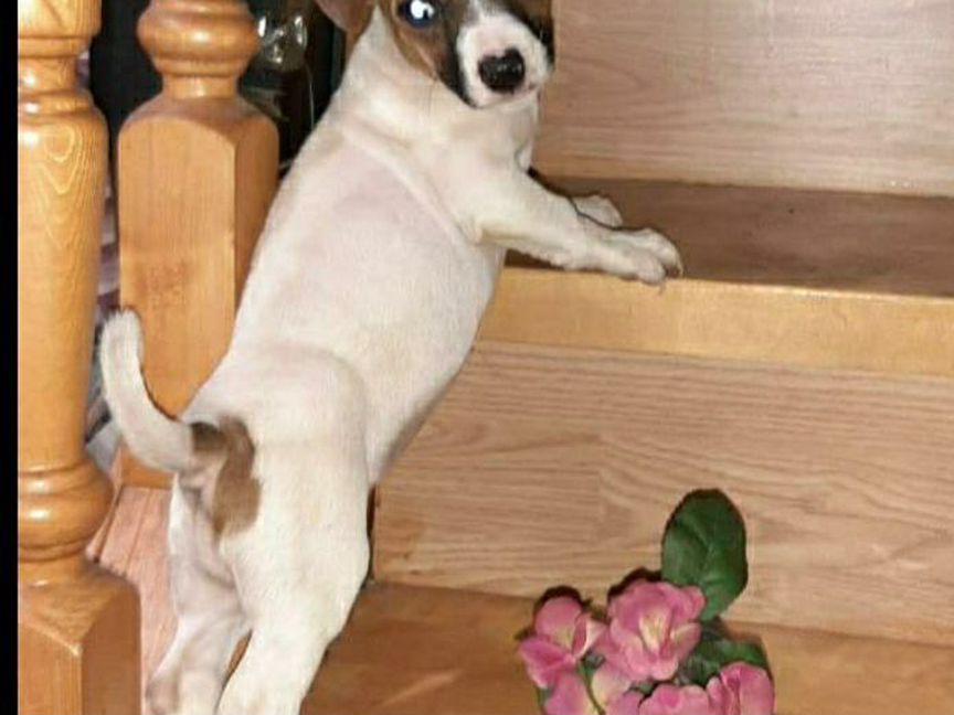 Джек Рассел терьер