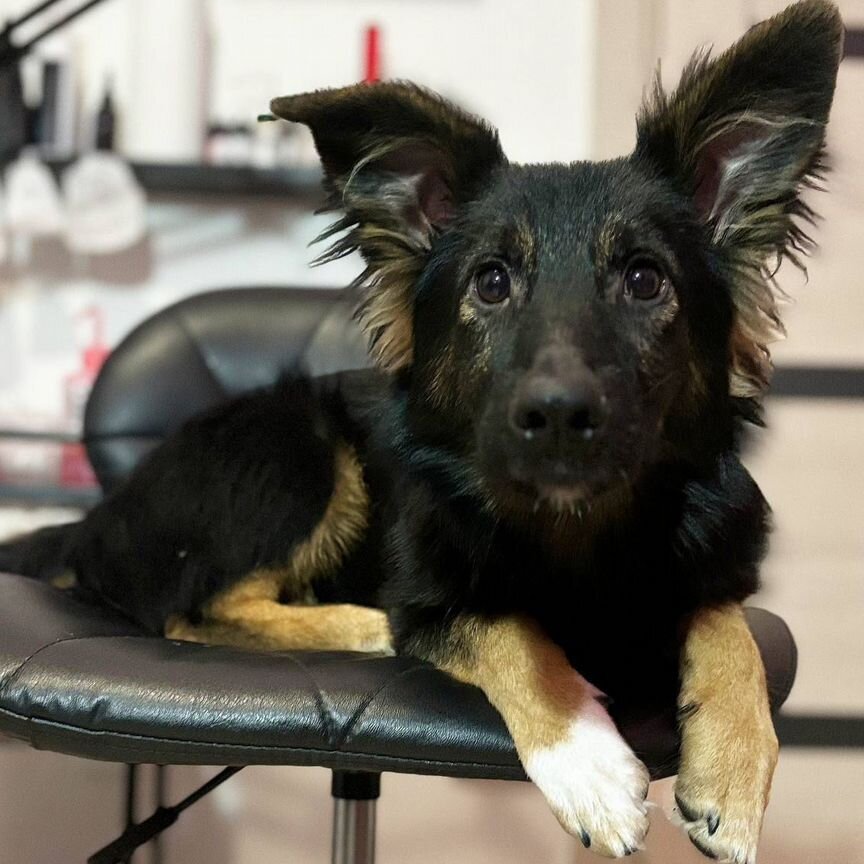 Локи предали