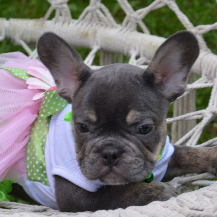 Французики мини