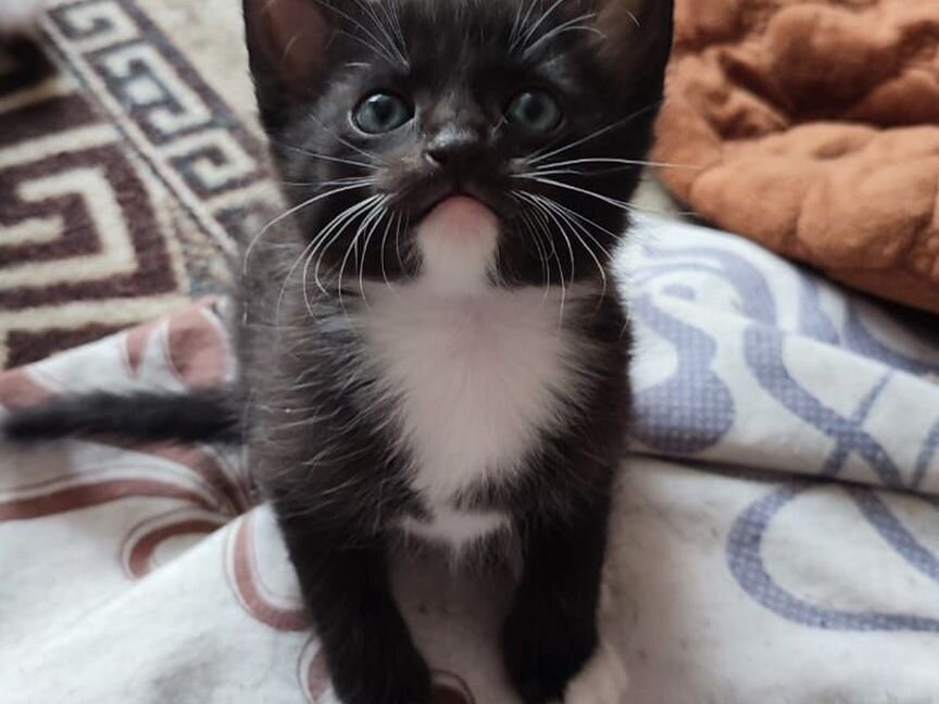 Котёнок в добрые руки, 2 месяца
