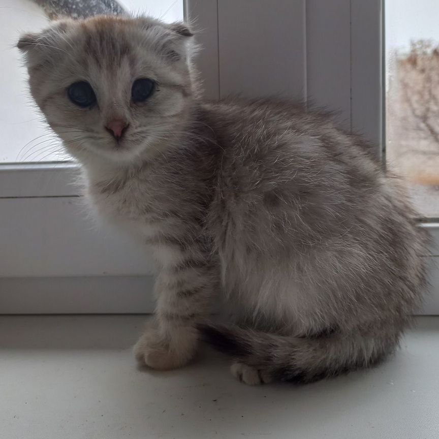 Породистые вислоухие котята