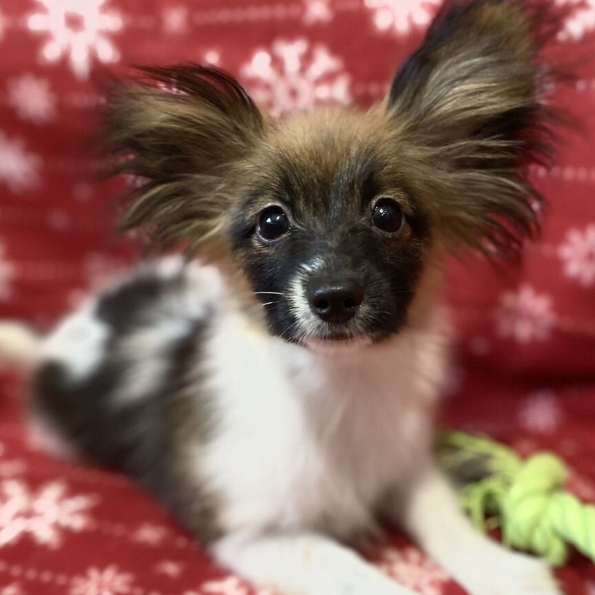 Континентальный той-спаниель папильон, щенок