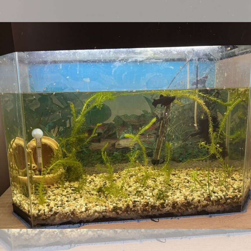 Аквариум с рыбками