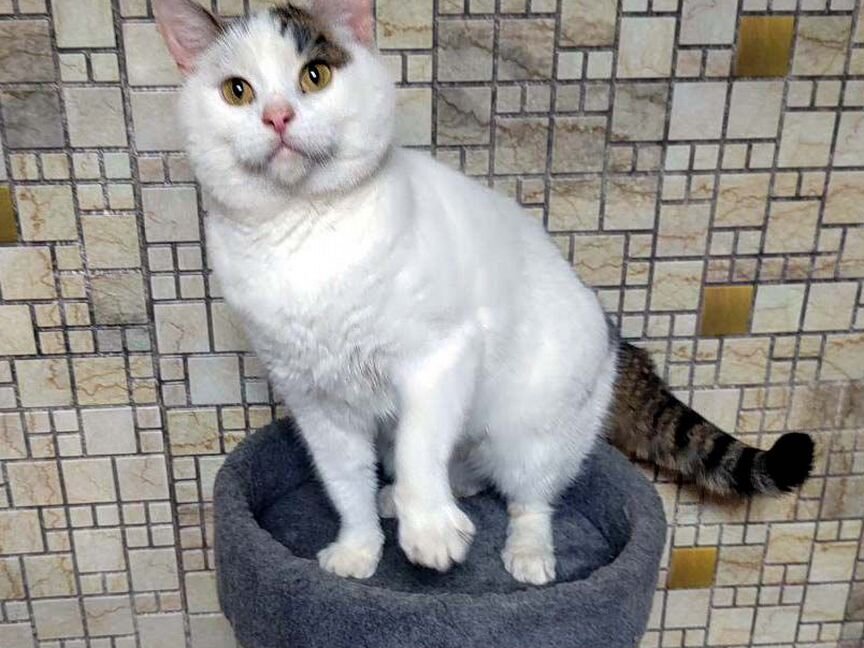 Григорий, 2 года, котик из приюта