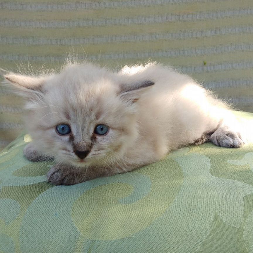 Котята в добрые руки мальчики