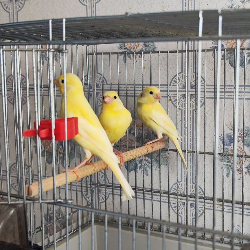 Канарейки