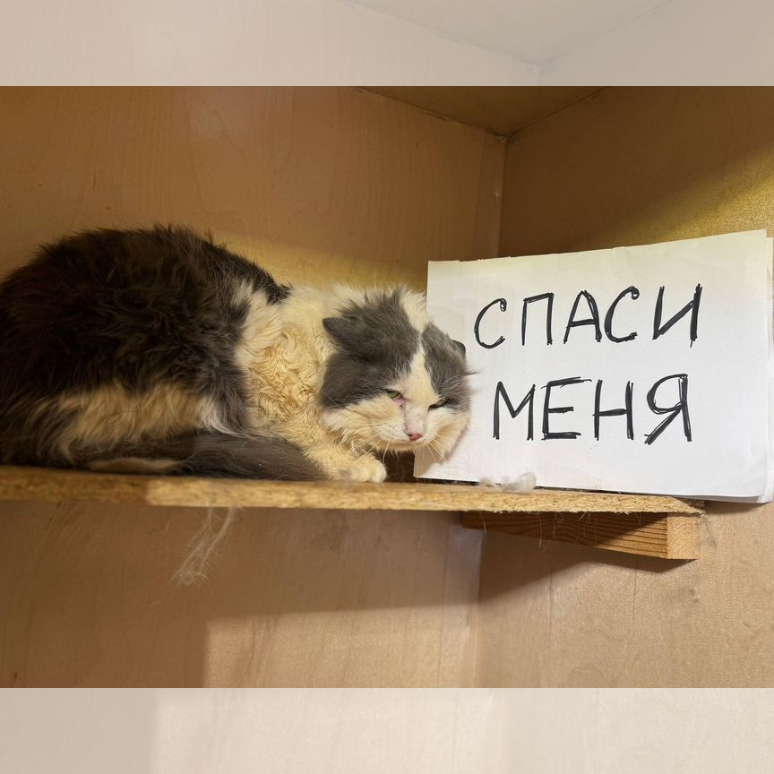 Взрослый кот в добрые руки