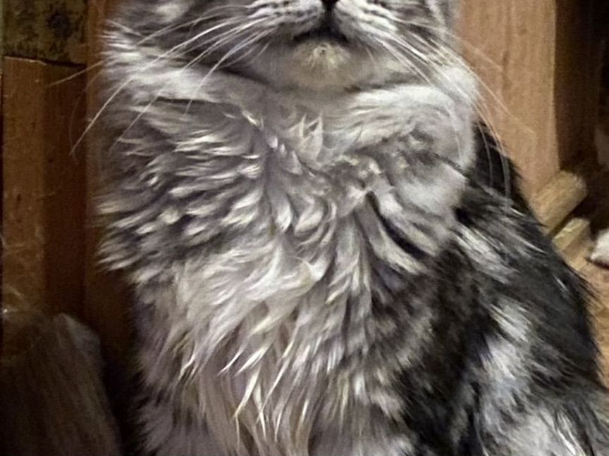 Девчонки мейн-кун