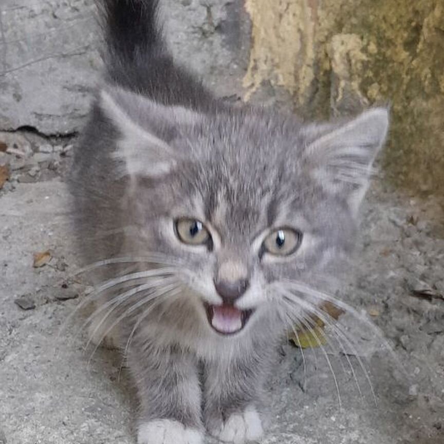 Отдам котёнка в добрые руки