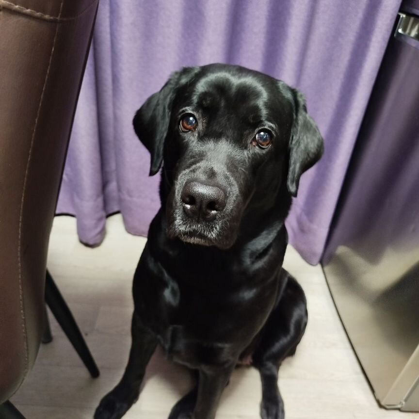 Отдам лабрадора в хорошие руки