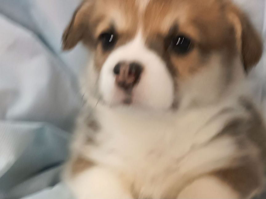 Щенки вельш-корги пемброк