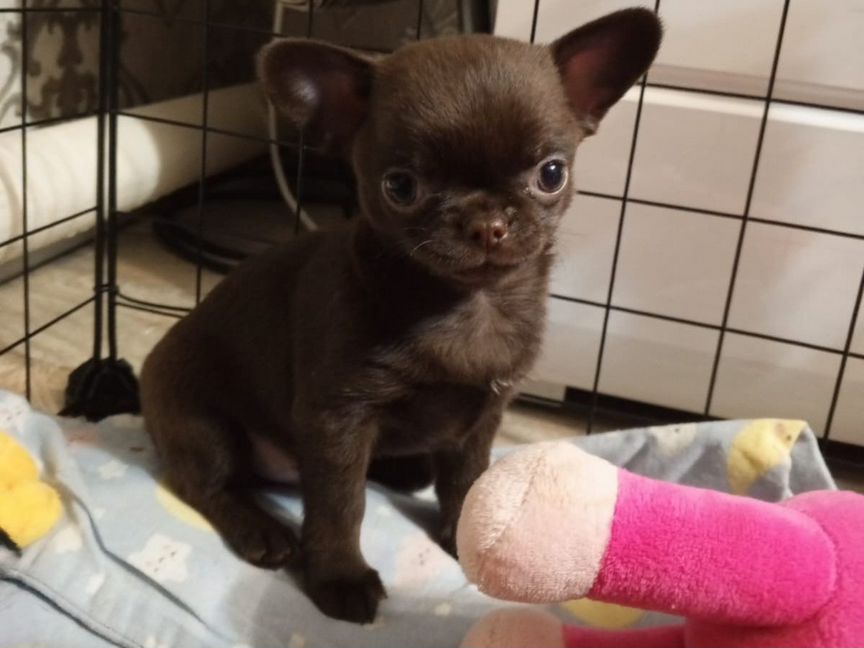 Щенок чихуахуа
