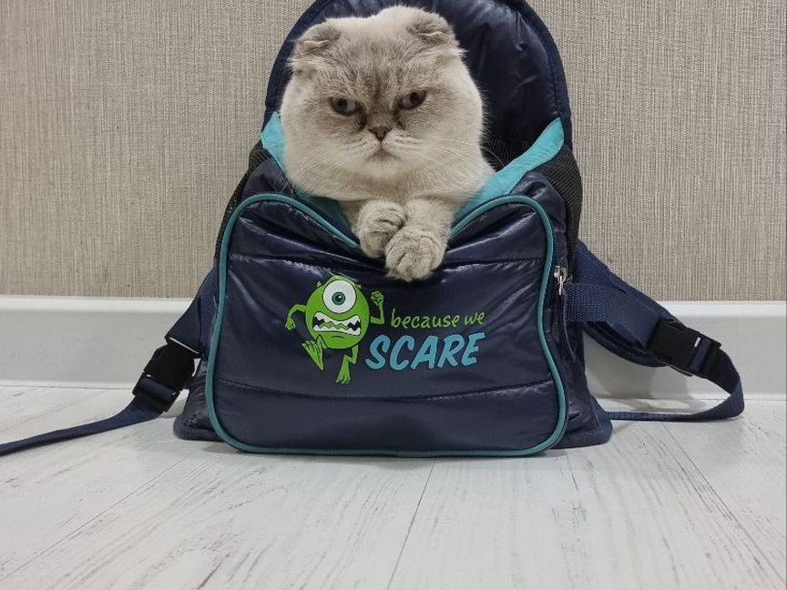 Шотландская вислоухая кошка ищем кота для вязки