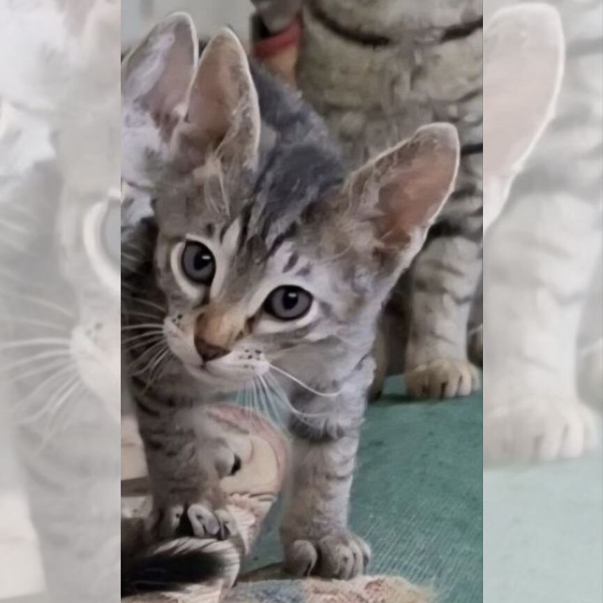 Саванна котёнок