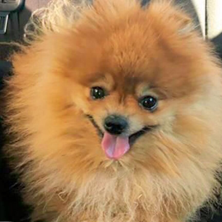 Отдам в добрые руки шпиц