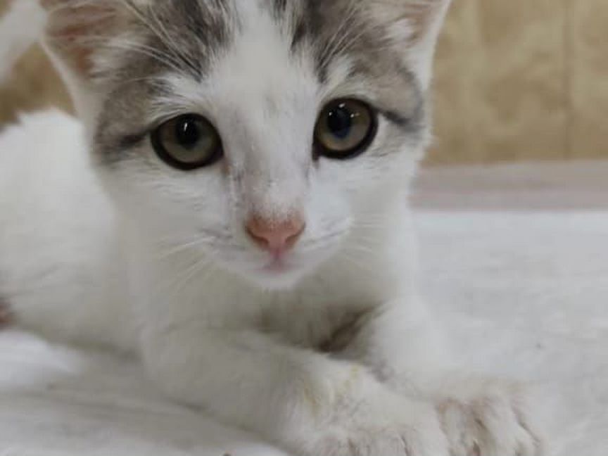 Кошечке очень нужен дом