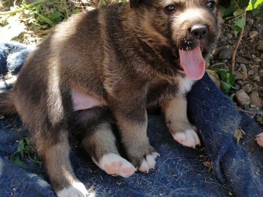 В самые добрые руки Щенки