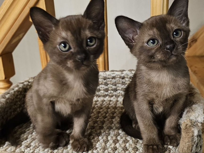 Бурманские котята