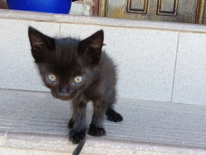 Три отважных котика